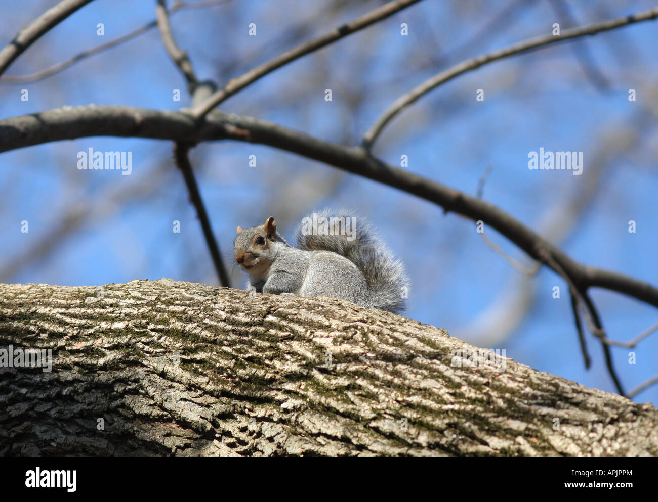 A young American Gray Squirrel on a thick limb Stock Photo - Alamy