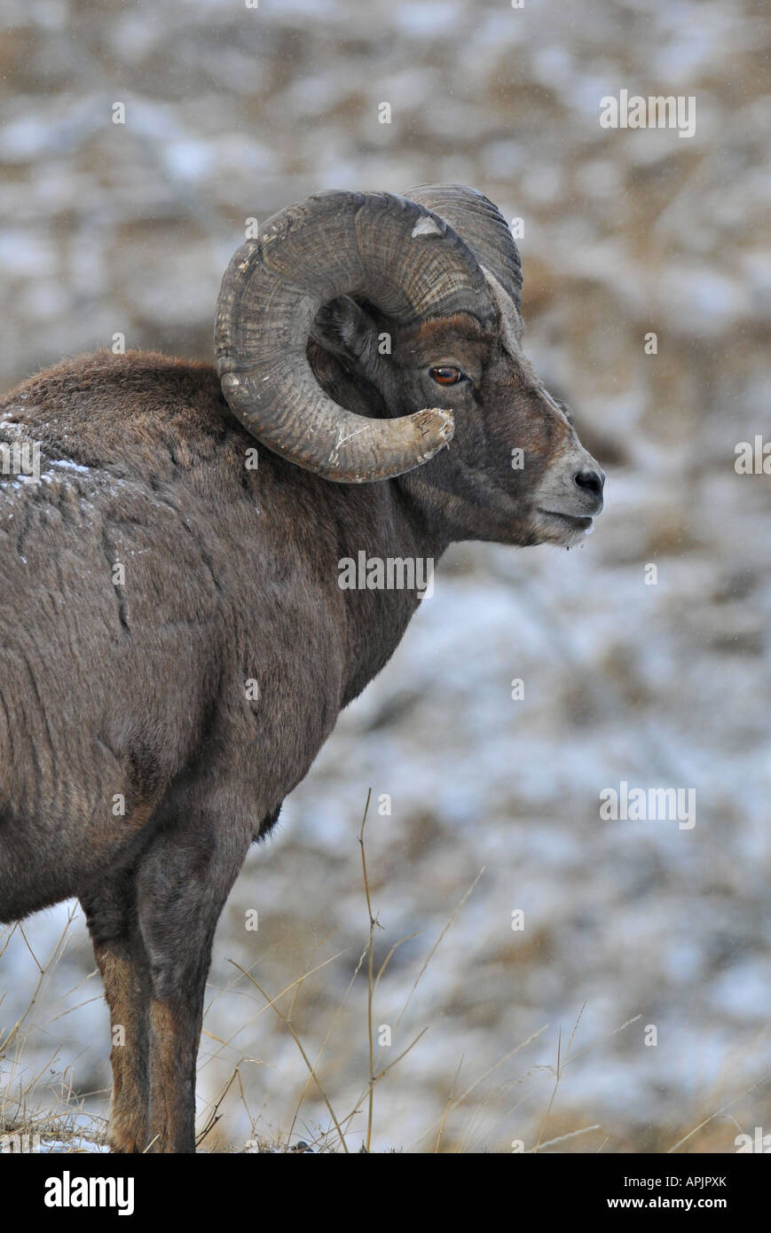 A Bighorn ram looking back Stock Photo - Alamy