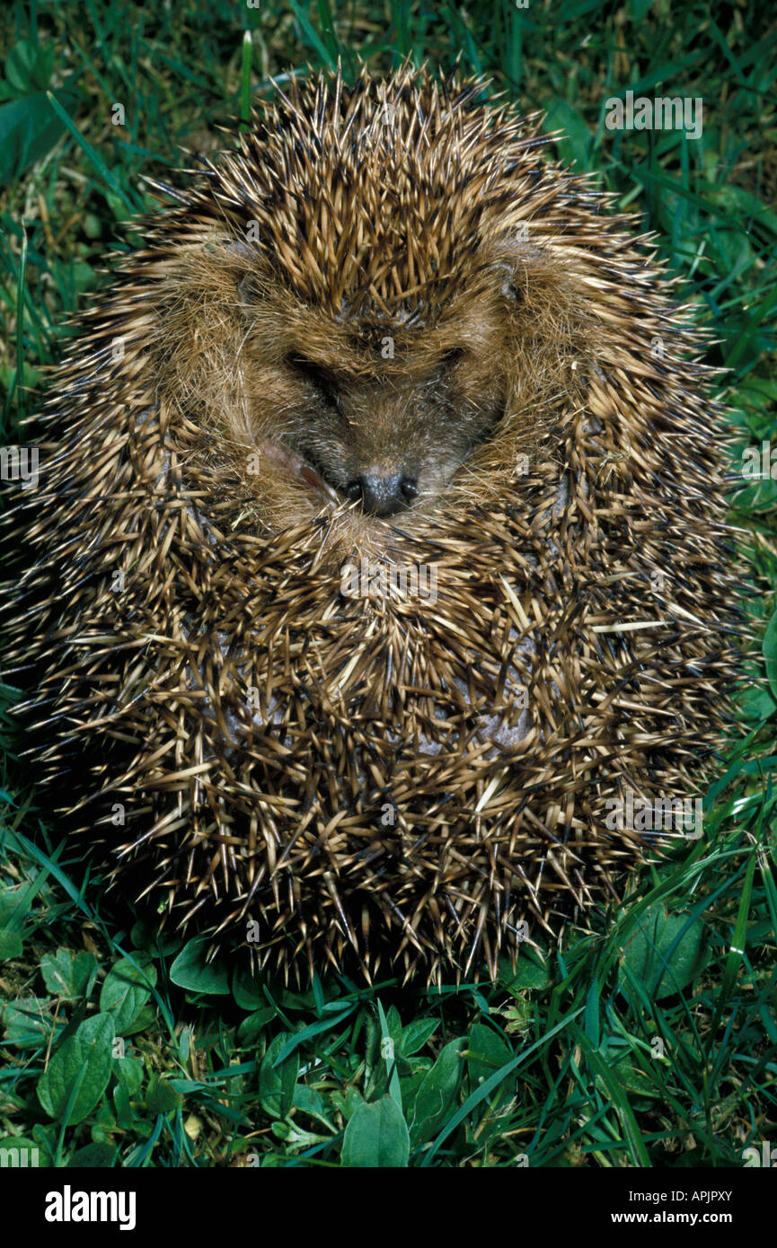 herisson d europe European Hedgehog Western Hedgehog Erinaceus ...