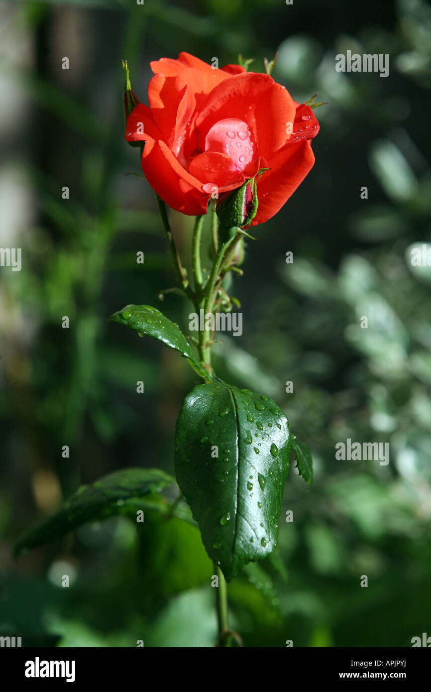 A CLOSE UP PICTURE OF A RED FLORIBUNDA ROSE IN HAVERHILL SUFFOLK Stock ...