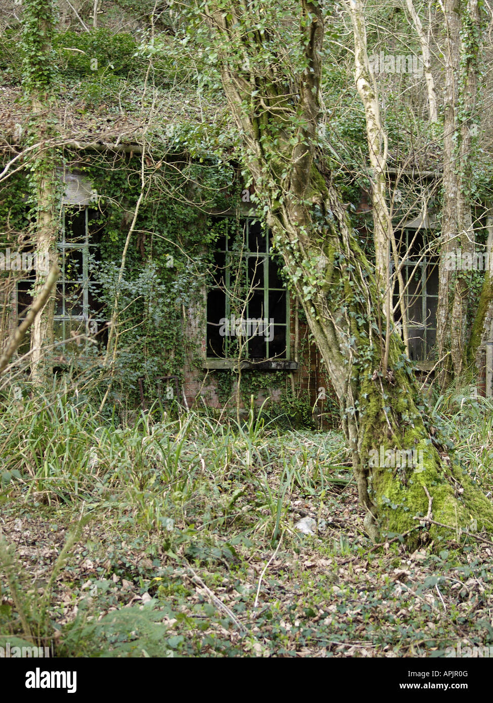 Derelict building being reclaimed by nature Stock Photo - Alamy