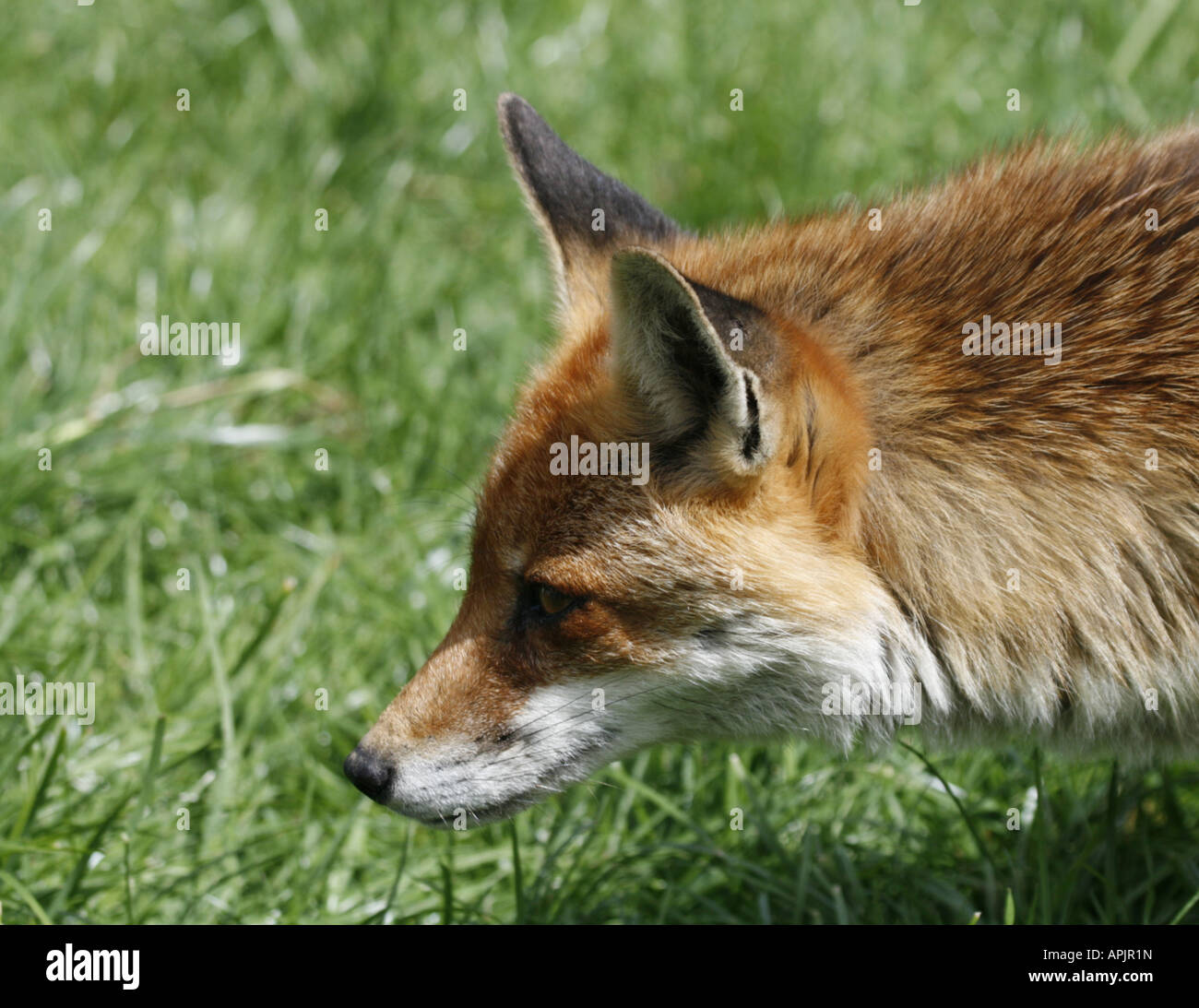 Red Fox head Stock Photo - Alamy