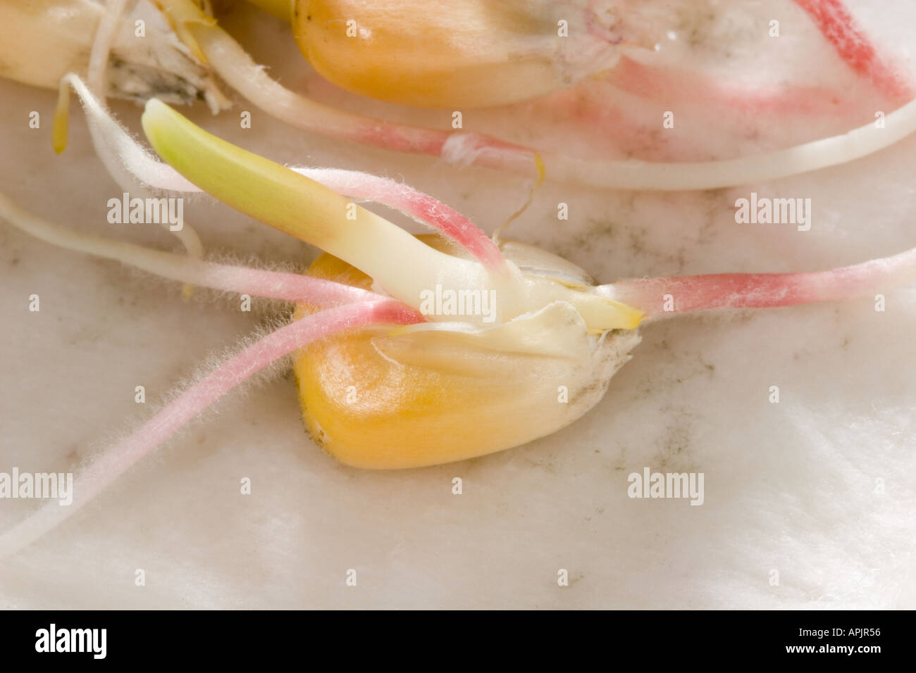 Corn Seed Germinating Stock Photos & Corn Seed Germinating Stock Images ...