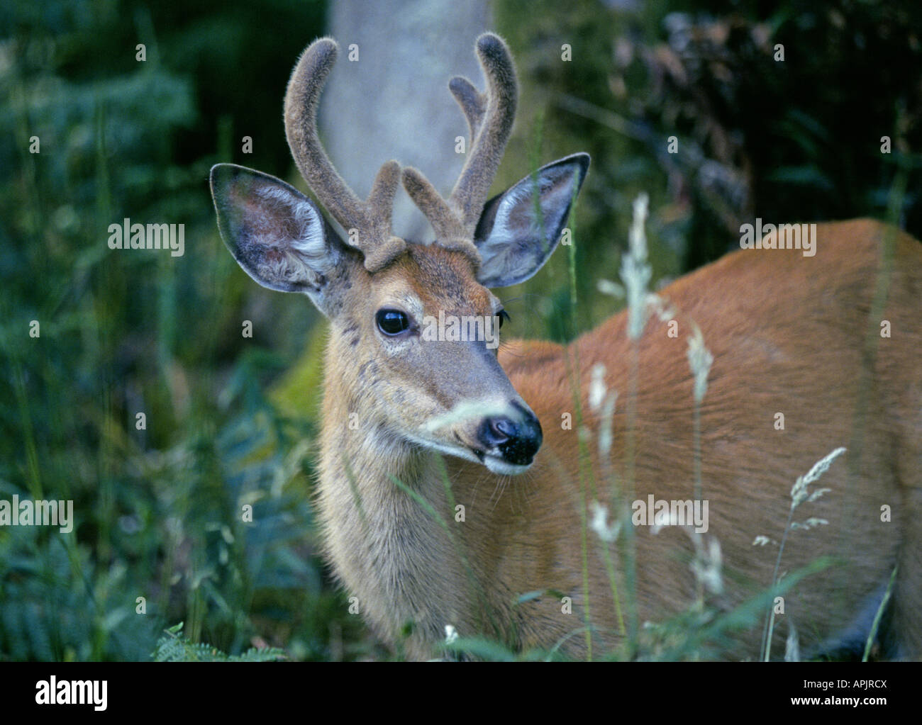 A young white tailed buck deer with velvet on his antlers in a hardwood ...