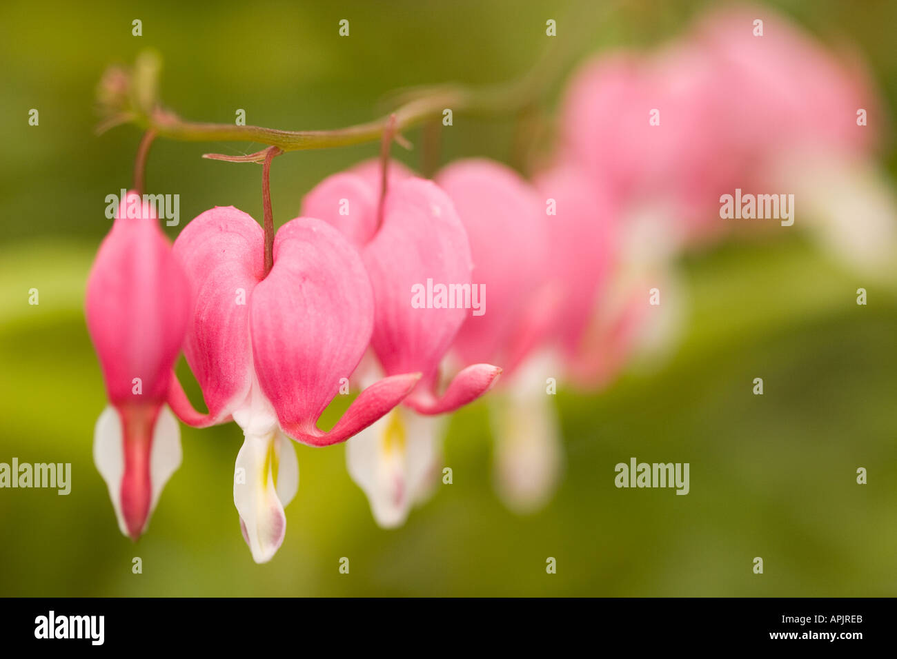 Bleeding heart Dicentra spectabilis Stock Photo - Alamy