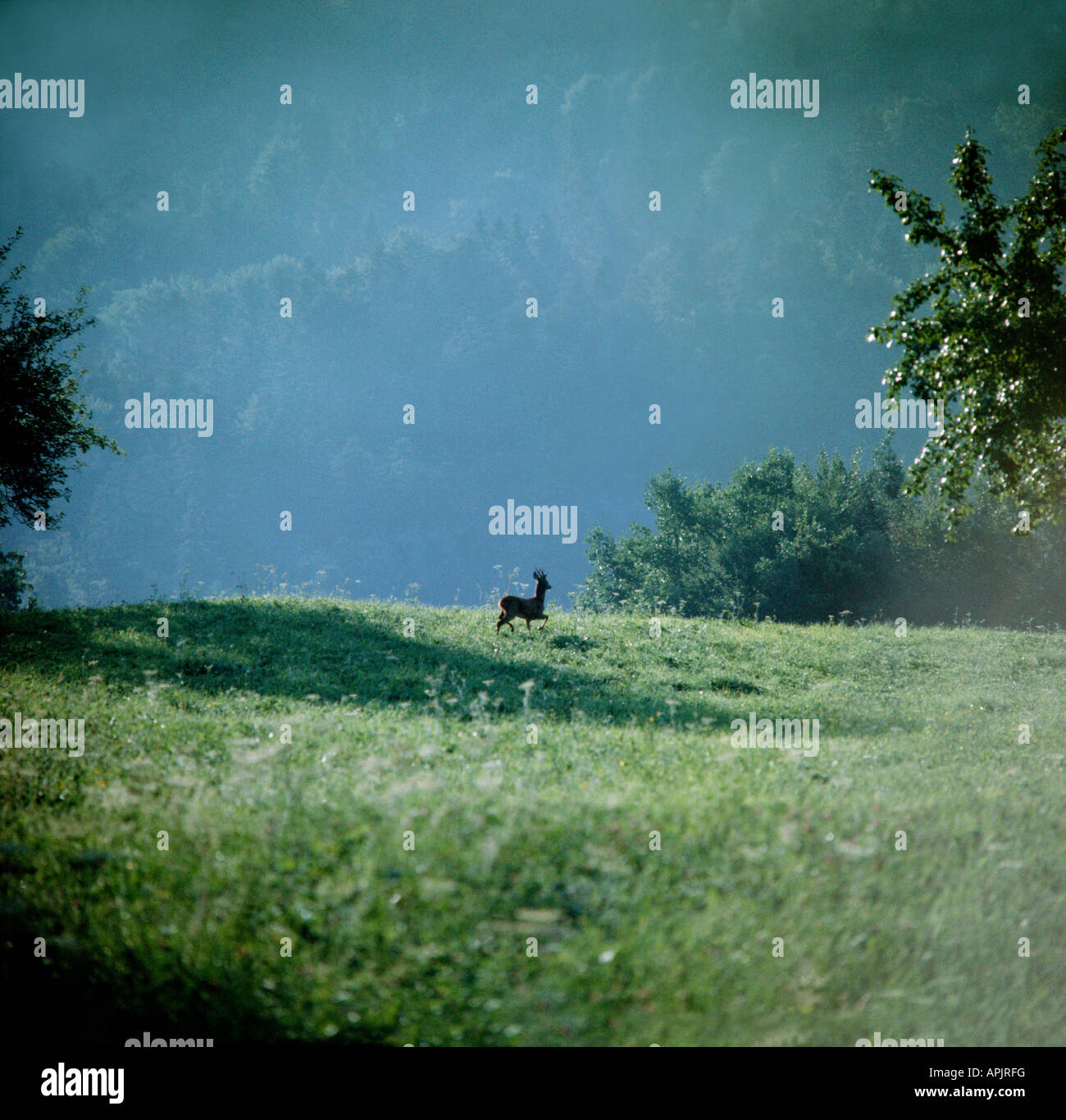 chevreuil mâle en rut Reh Roe Deer Capreolus capreolus buck in poppy ...