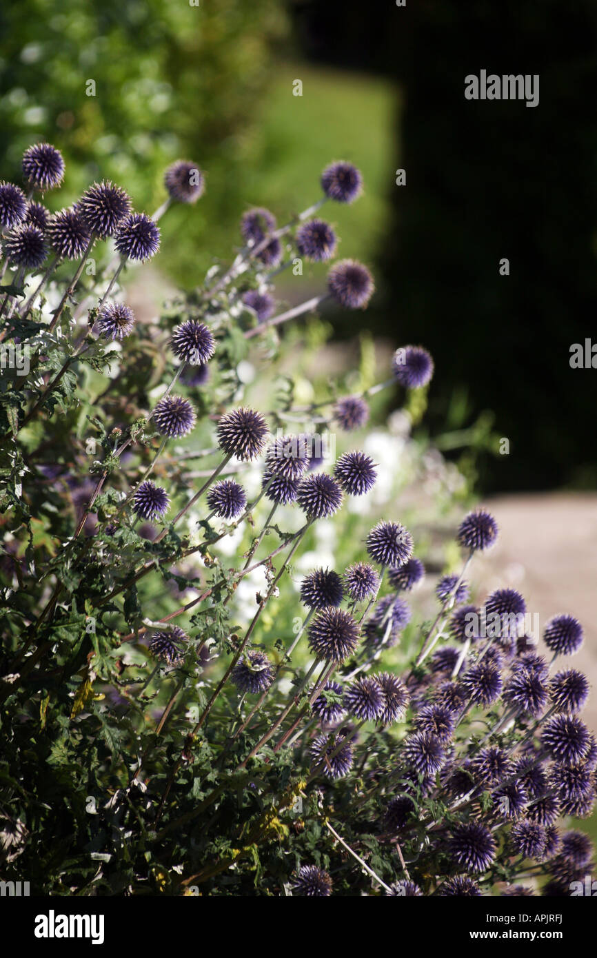 Echinops ritro hi-res stock photography and images - Alamy