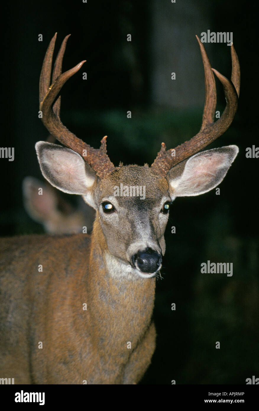 Deer in forest at night hi-res stock photography and images - Alamy