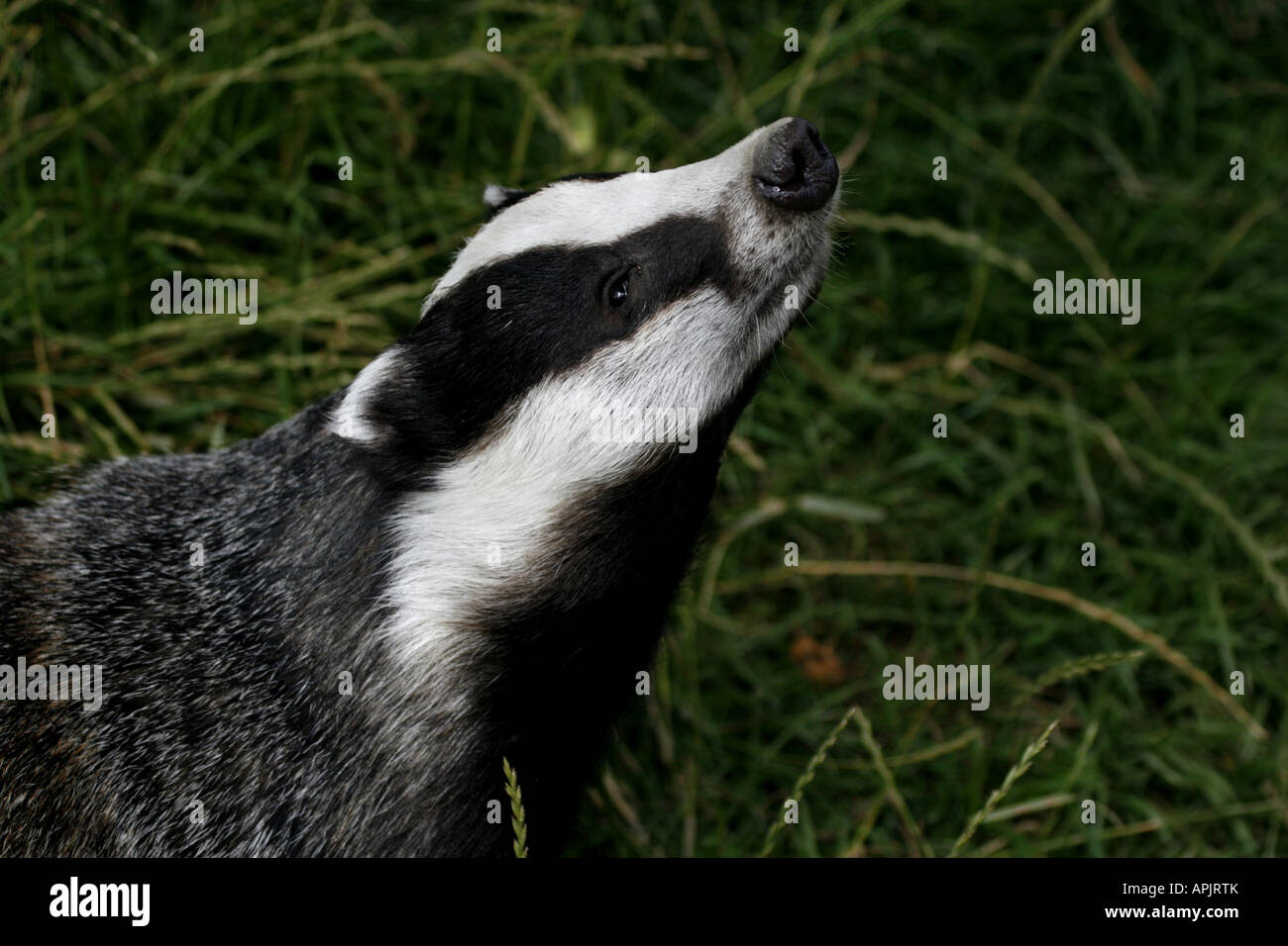 Mammal of britain hi-res stock photography and images - Alamy