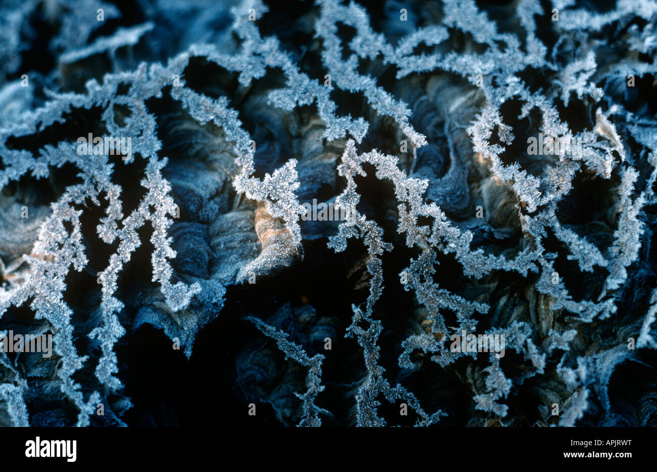 Covered wasp nest hi-res stock photography and images - Alamy
