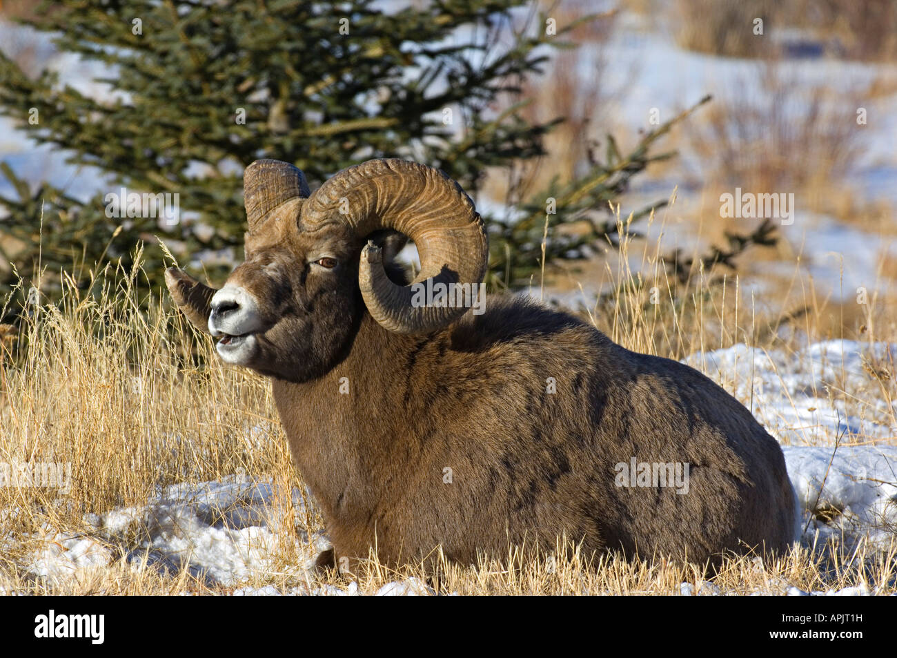 A Bighorn ram laying down Stock Photo - Alamy