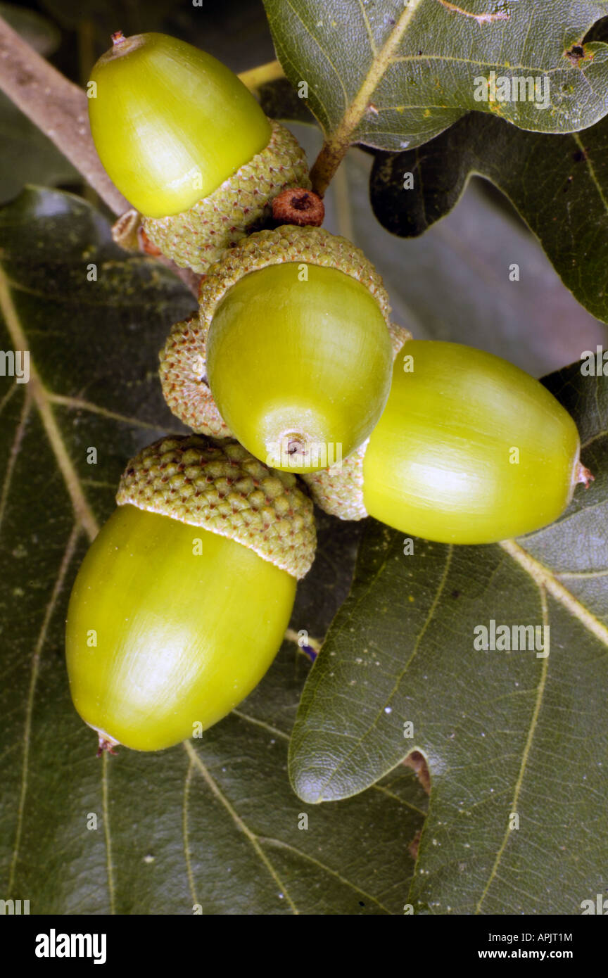 Ripe acorns hi-res stock photography and images - Alamy