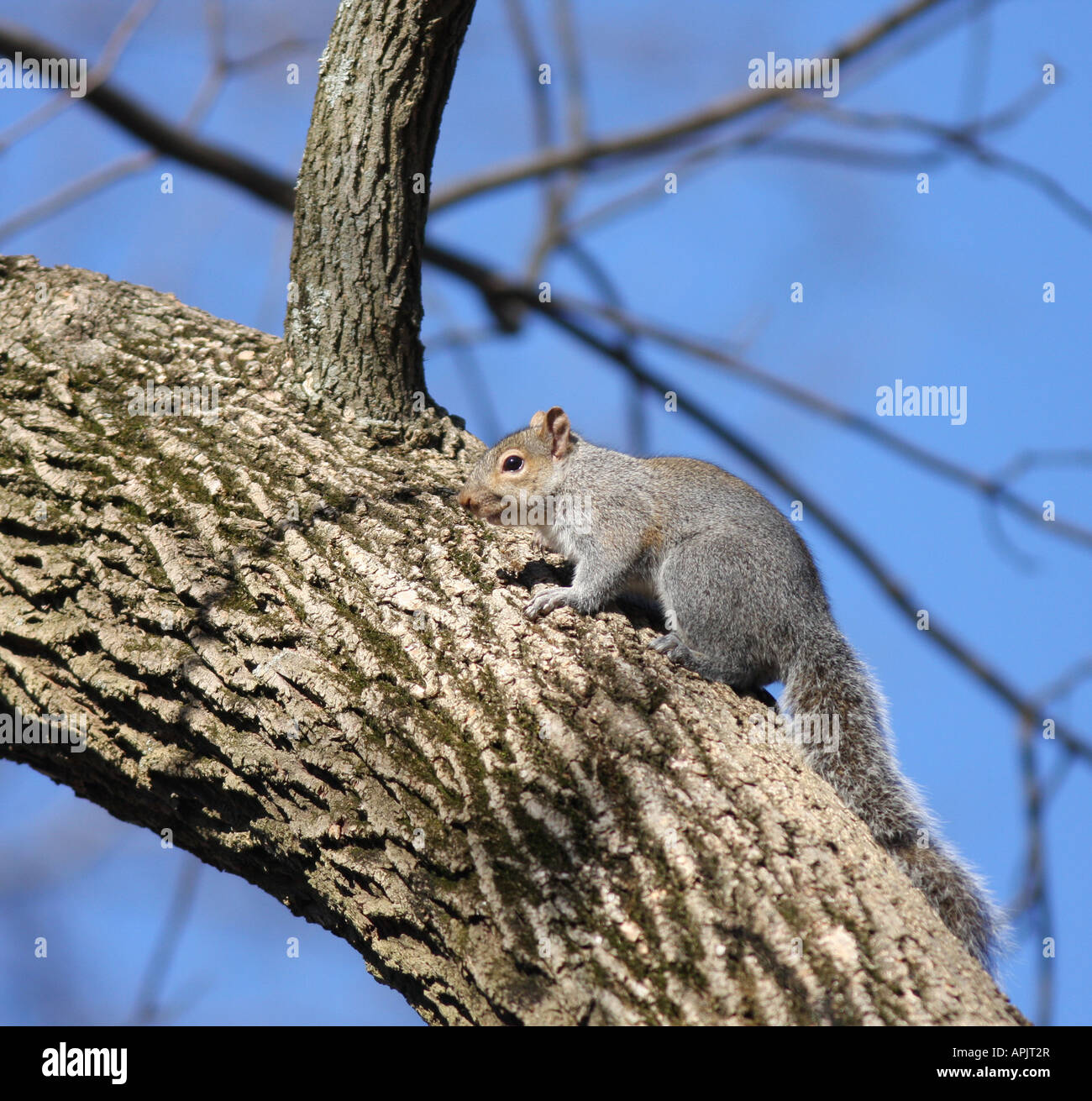 A young American Grey Squirrel on a thick limb Stock Photo - Alamy