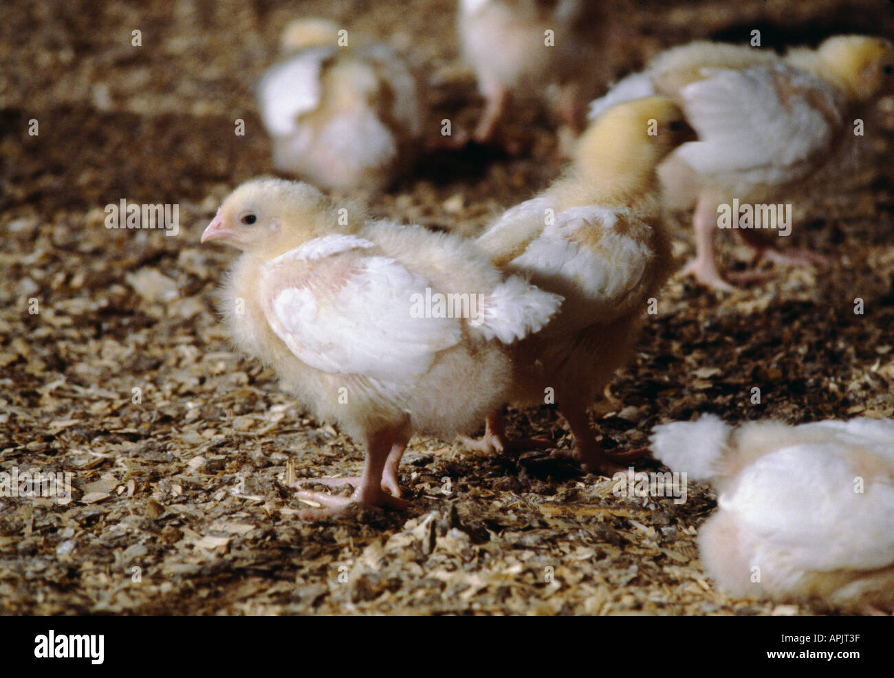 YOUNG CHICKS HENS A FEW DAYS OLD IN COMMERCIAL HEN HOUSE UK Stock Photo ...