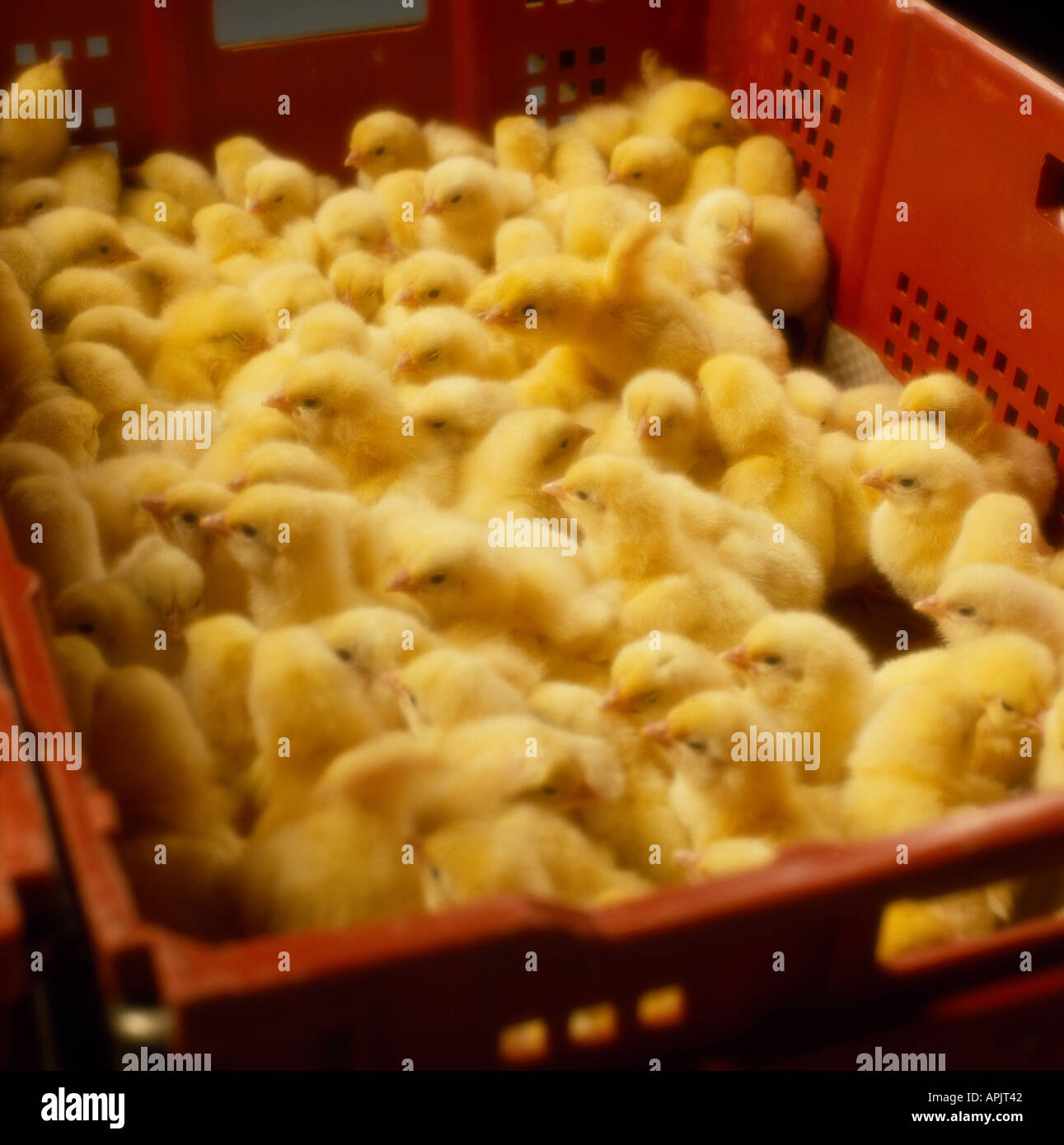 Newly hatched baby chickens hi-res stock photography and images - Alamy