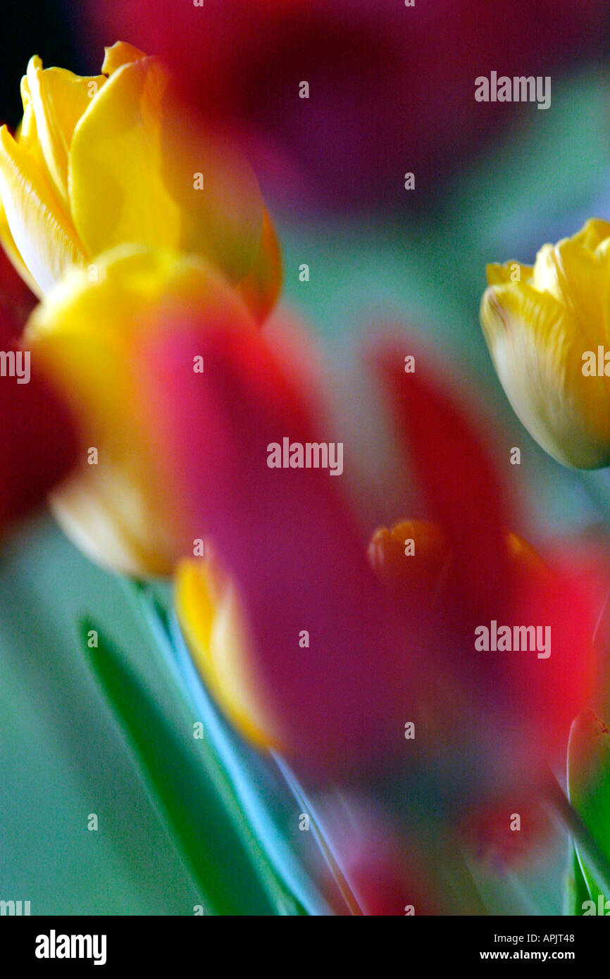 Tulip flowers field abstract hi-res stock photography and images - Alamy