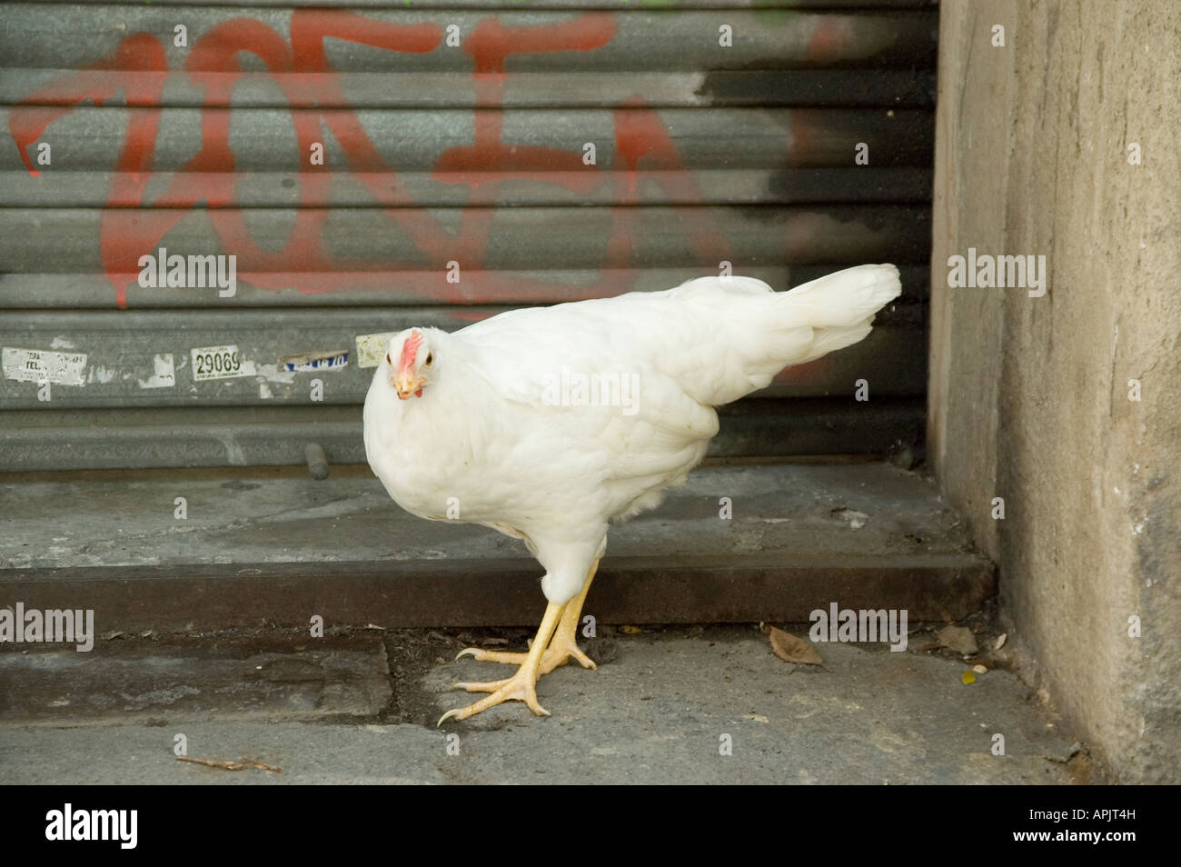 Strange hen hi-res stock photography and images - Alamy