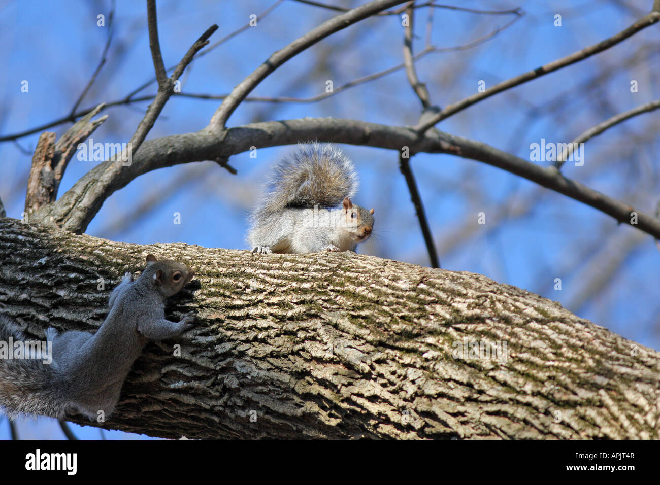 Two young American Grey Squirrels playing on a thick limb Stock Photo - Alamy