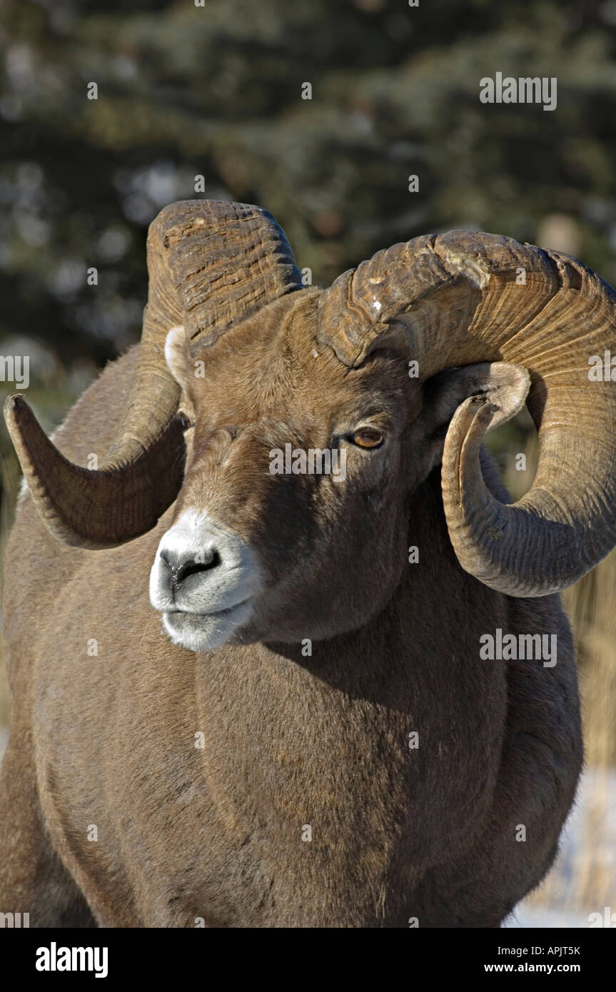 A Bighorn ram portrait Stock Photo - Alamy