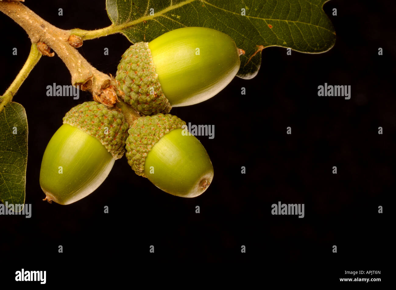 Black oak acorns hi-res stock photography and images - Alamy
