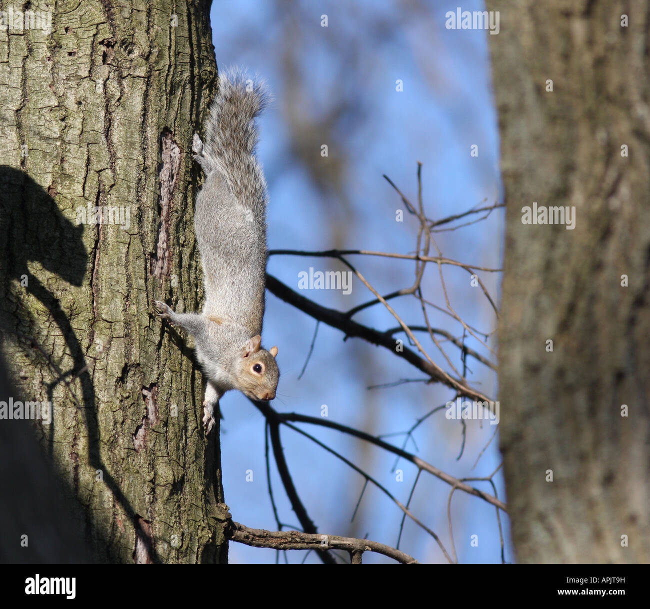A young American Grey Squirrel on a tree trunk Stock Photo - Alamy
