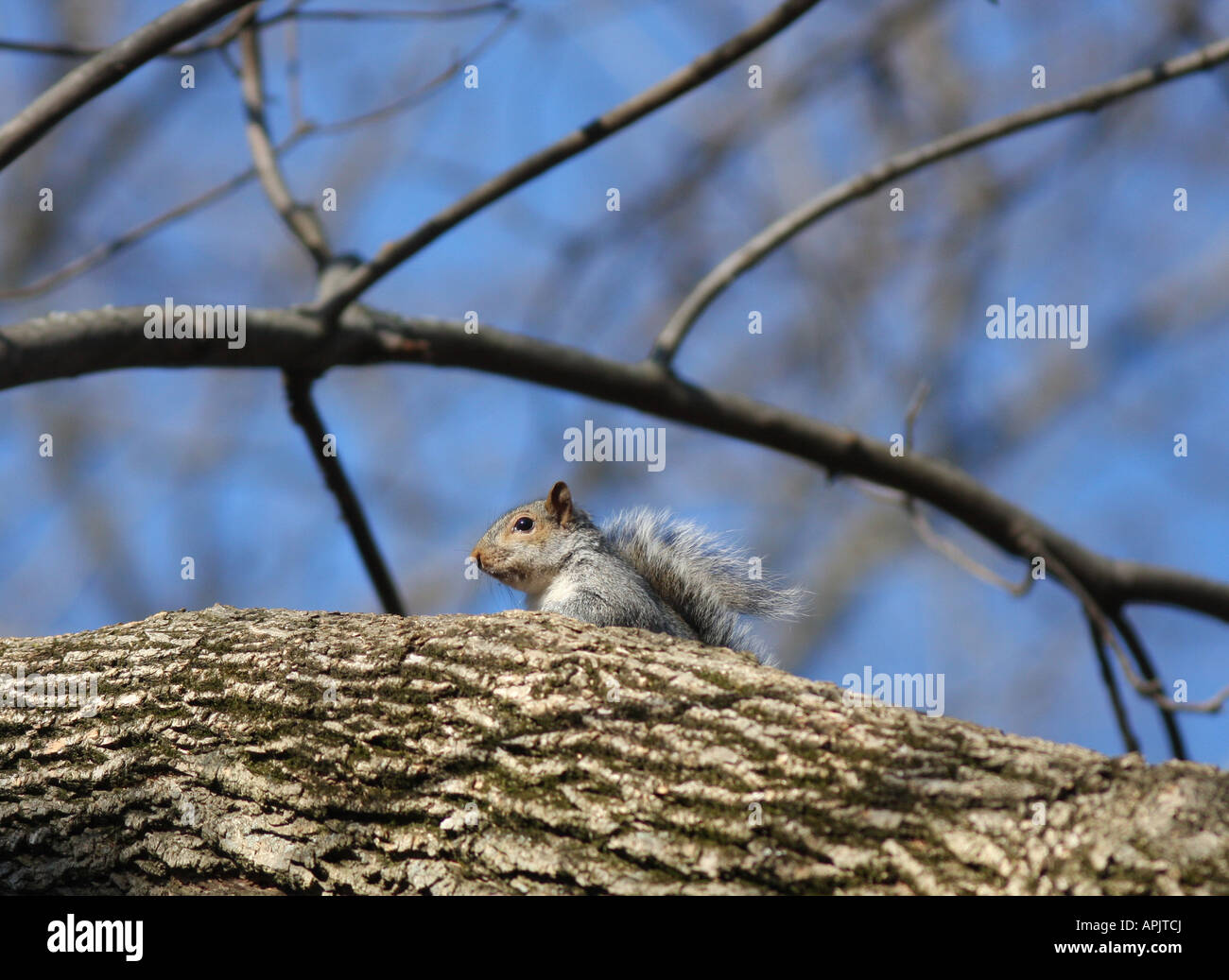 A young American Grey Squirrel on a thick limb Stock Photo - Alamy