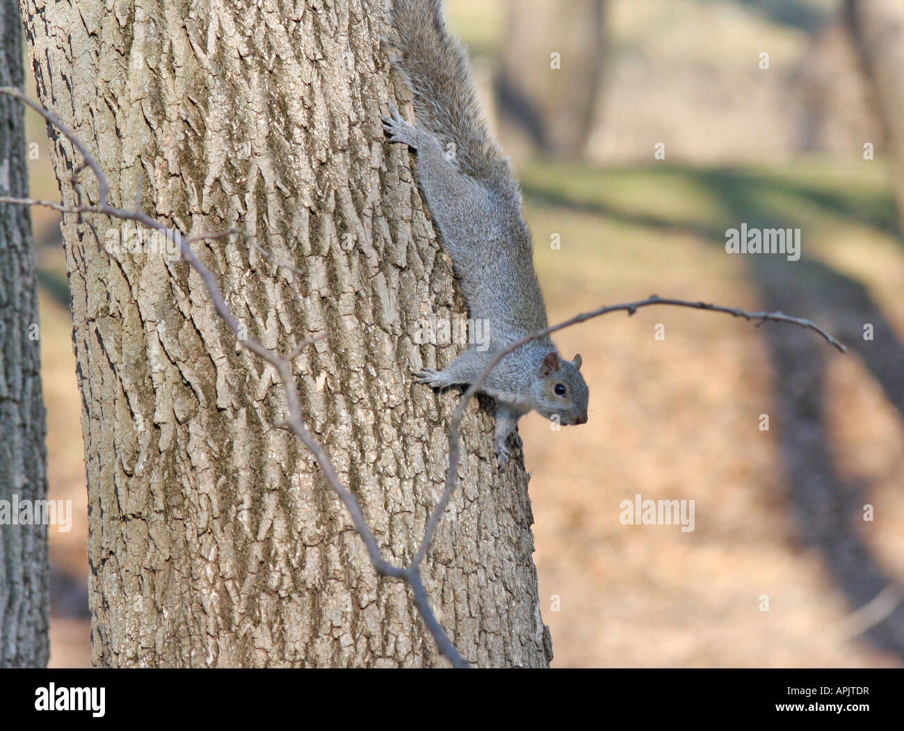 A young American Grey Squirrel on a tree trunk Stock Photo - Alamy