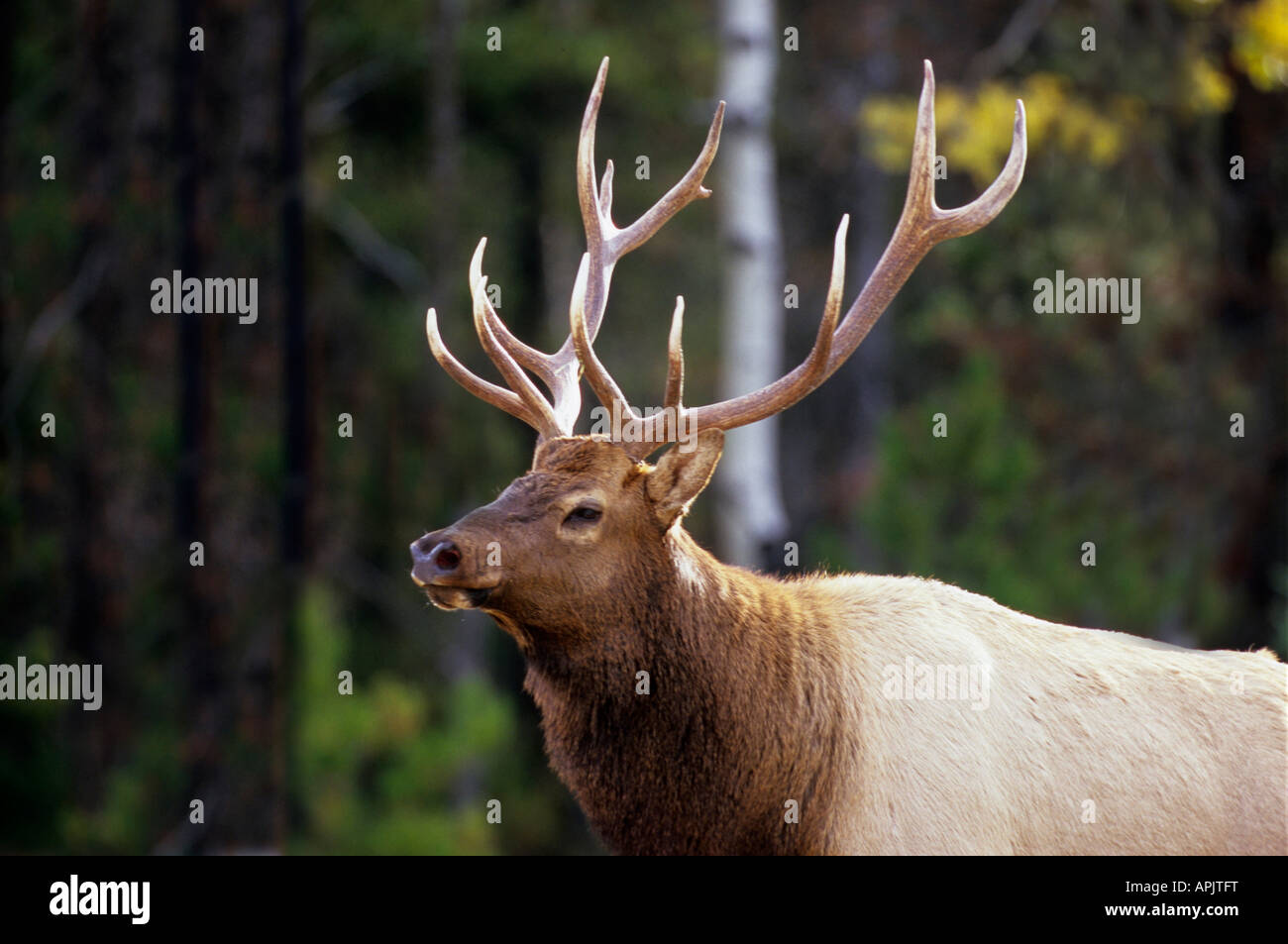 Bull elk side view head hi-res stock photography and images - Alamy
