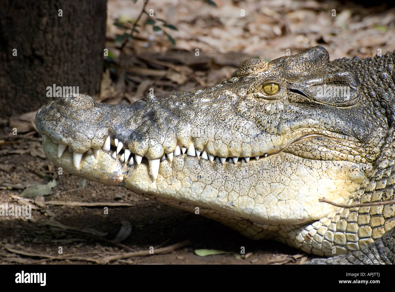 Giant Male Salt Water Crocodile Stock Photo - Alamy