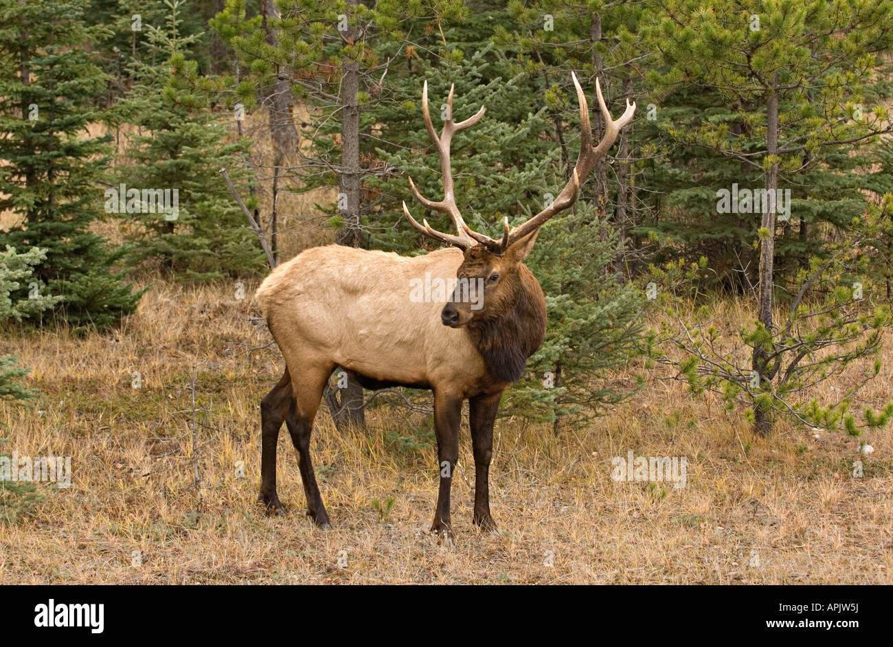 Bull elk side view head hi-res stock photography and images - Alamy