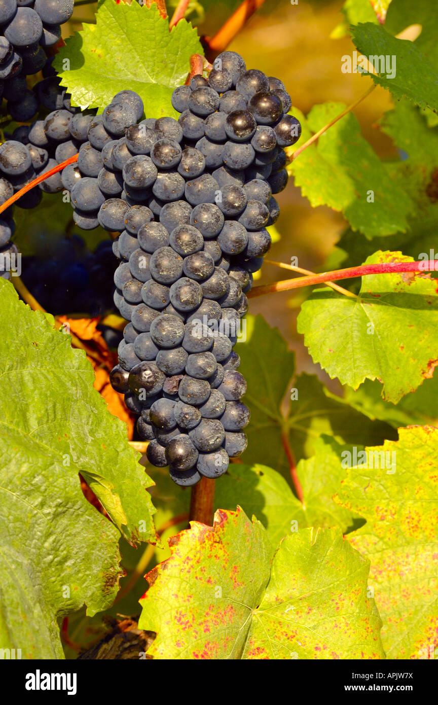 Vendage hi-res stock photography and images - Alamy