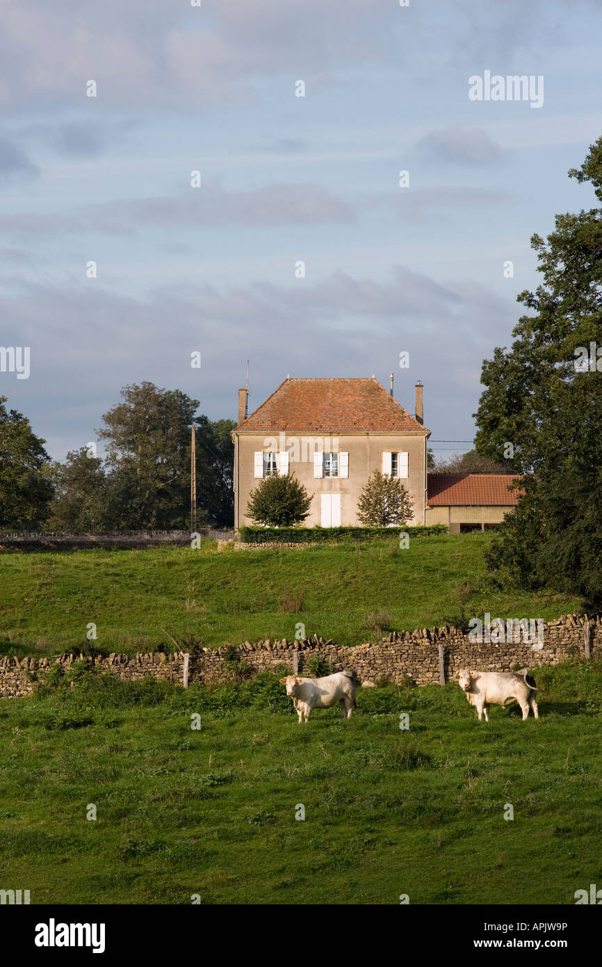 Charolais brionnais region hi-res stock photography and images - Alamy