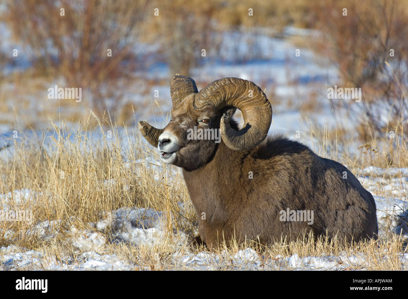 Ram laying down hi-res stock photography and images - Alamy