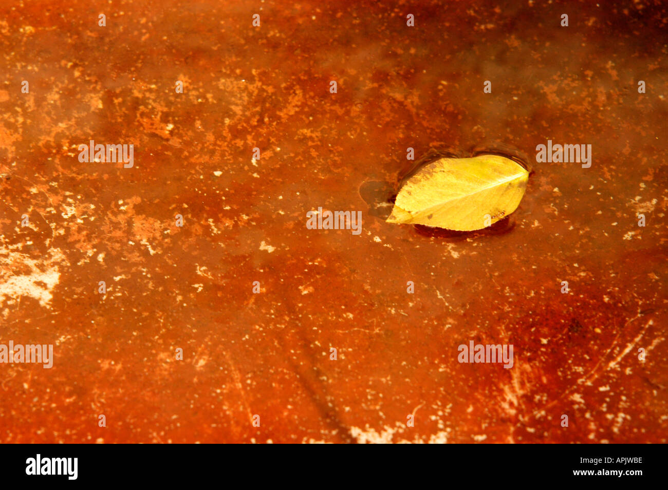 autumn leaf lying on rusty surface background Stock Photo - Alamy