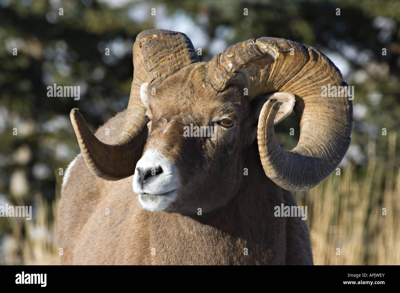 A Bighorn ram portrait Stock Photo - Alamy