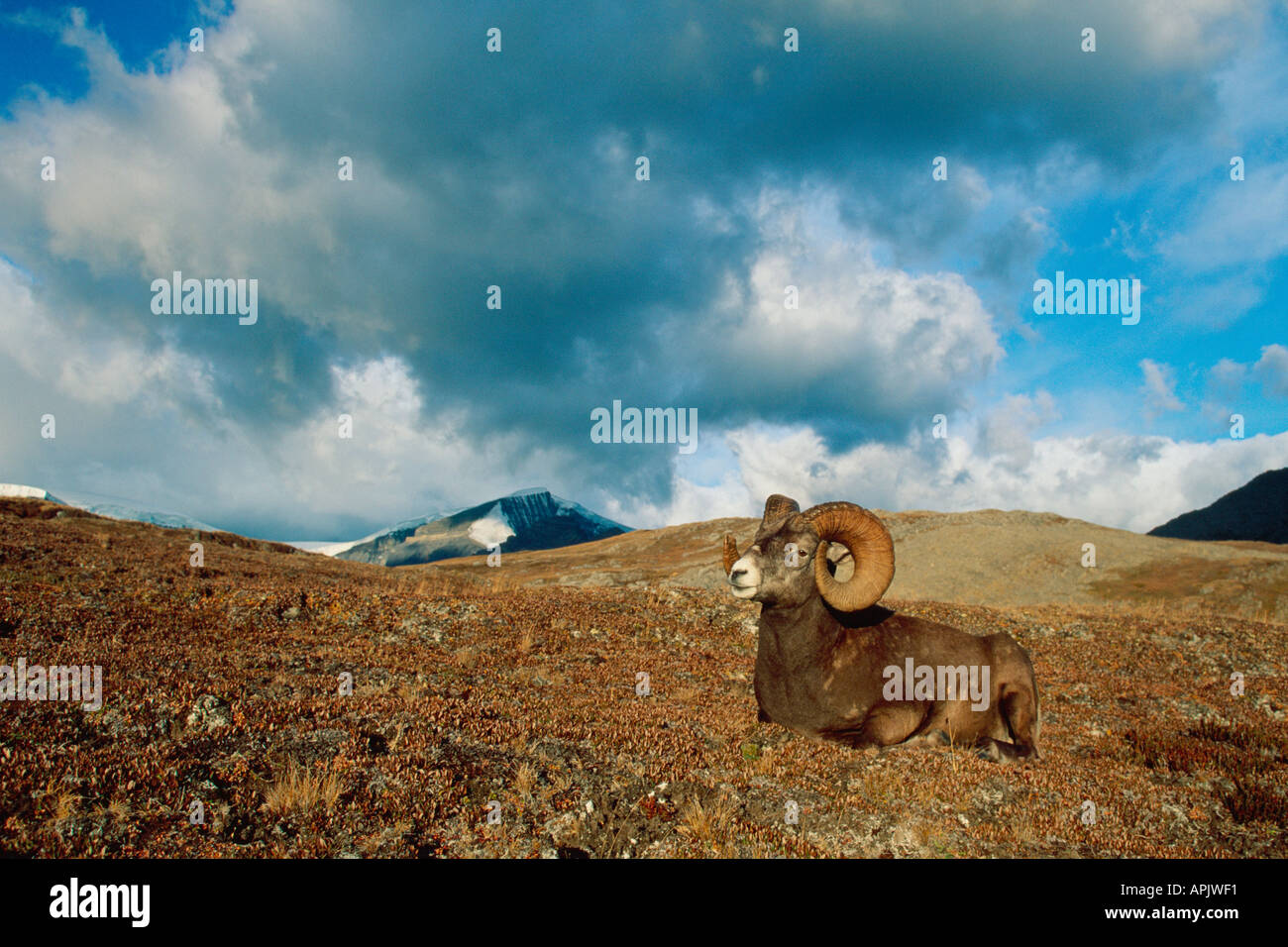 High alpine ram hi-res stock photography and images - Alamy