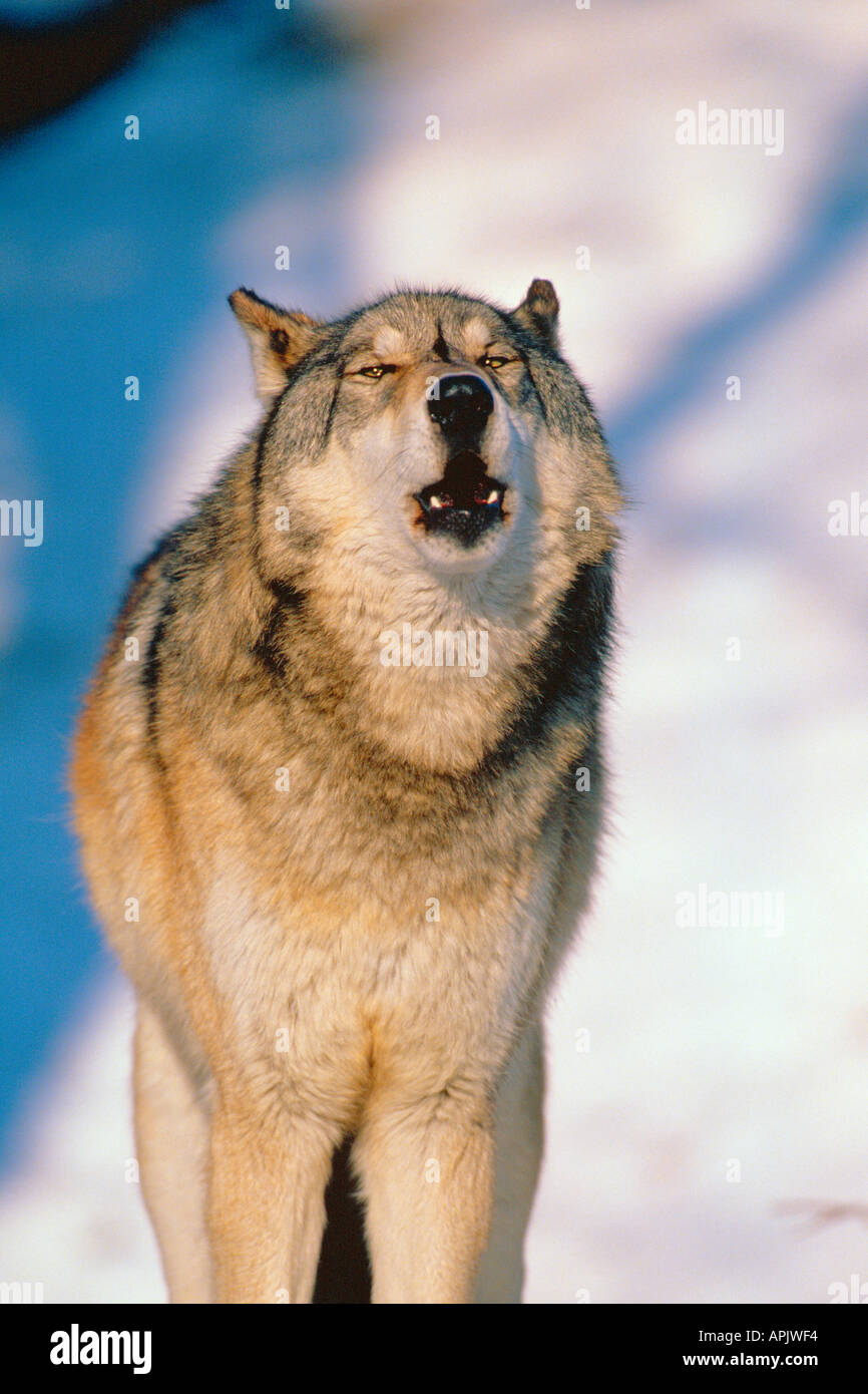 Gray or timber wolf howling during winter. Captive subject Stock Photo ...