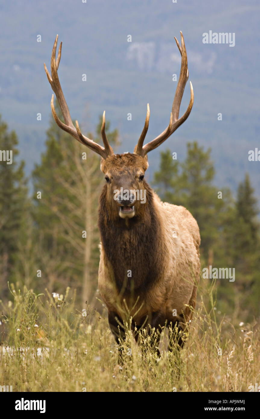 A Bull Elk full body portrait looking head on Stock Photo - Alamy