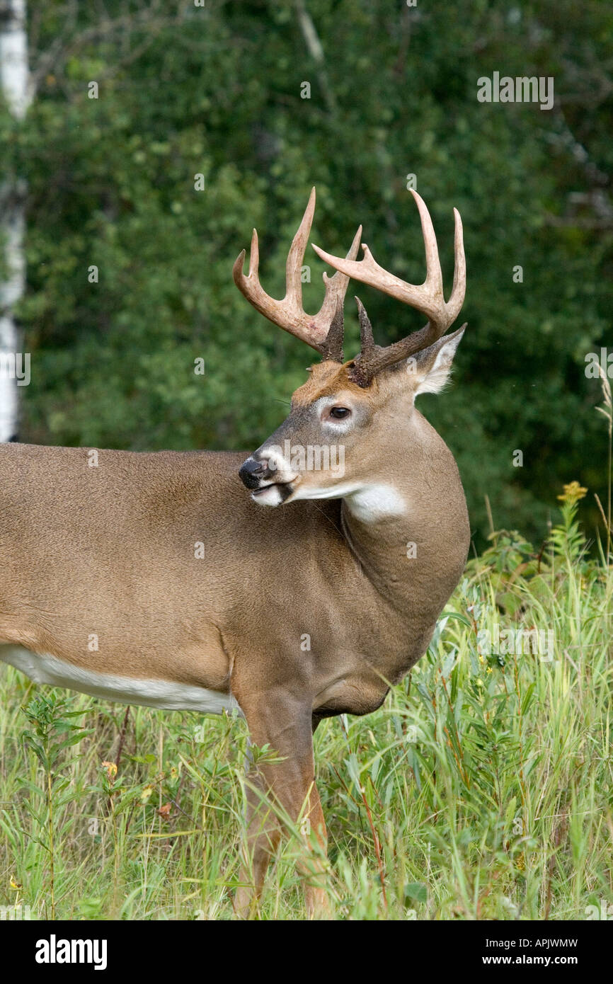 Whitetail buck fall hi-res stock photography and images - Alamy