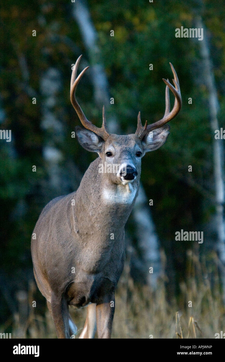 Whitetail buck rut hi-res stock photography and images - Alamy