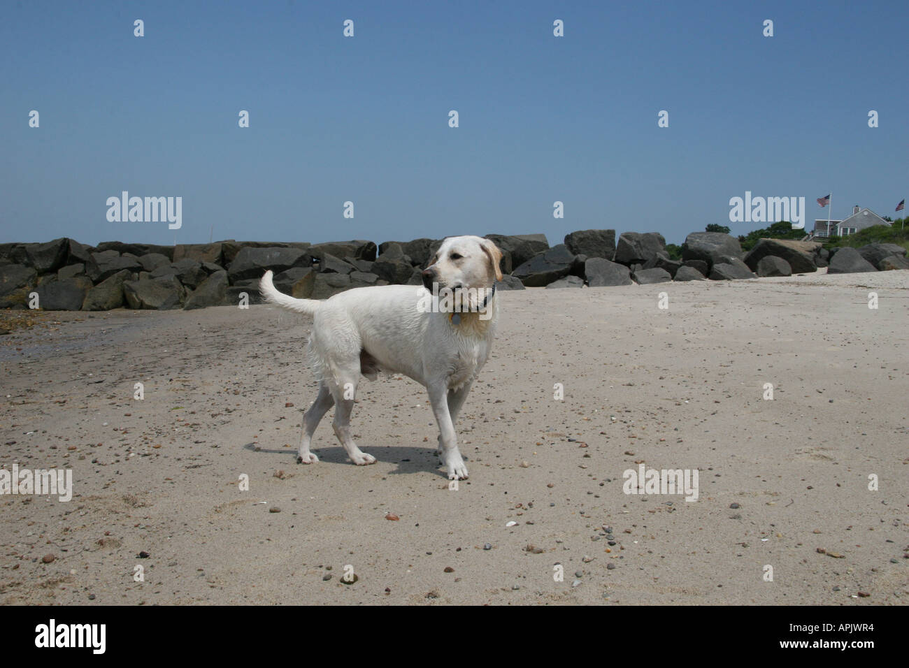 Yellow labrador on beach, Brewster, Massachusetts, Cape Cod, USA Stock ...