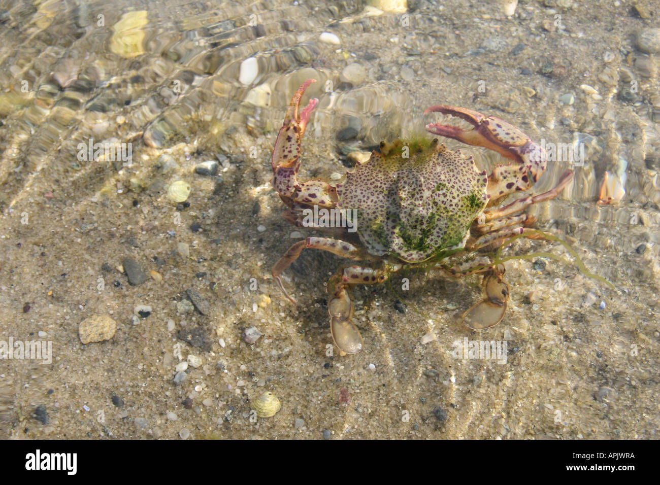 Cape cod crab hi-res stock photography and images - Alamy