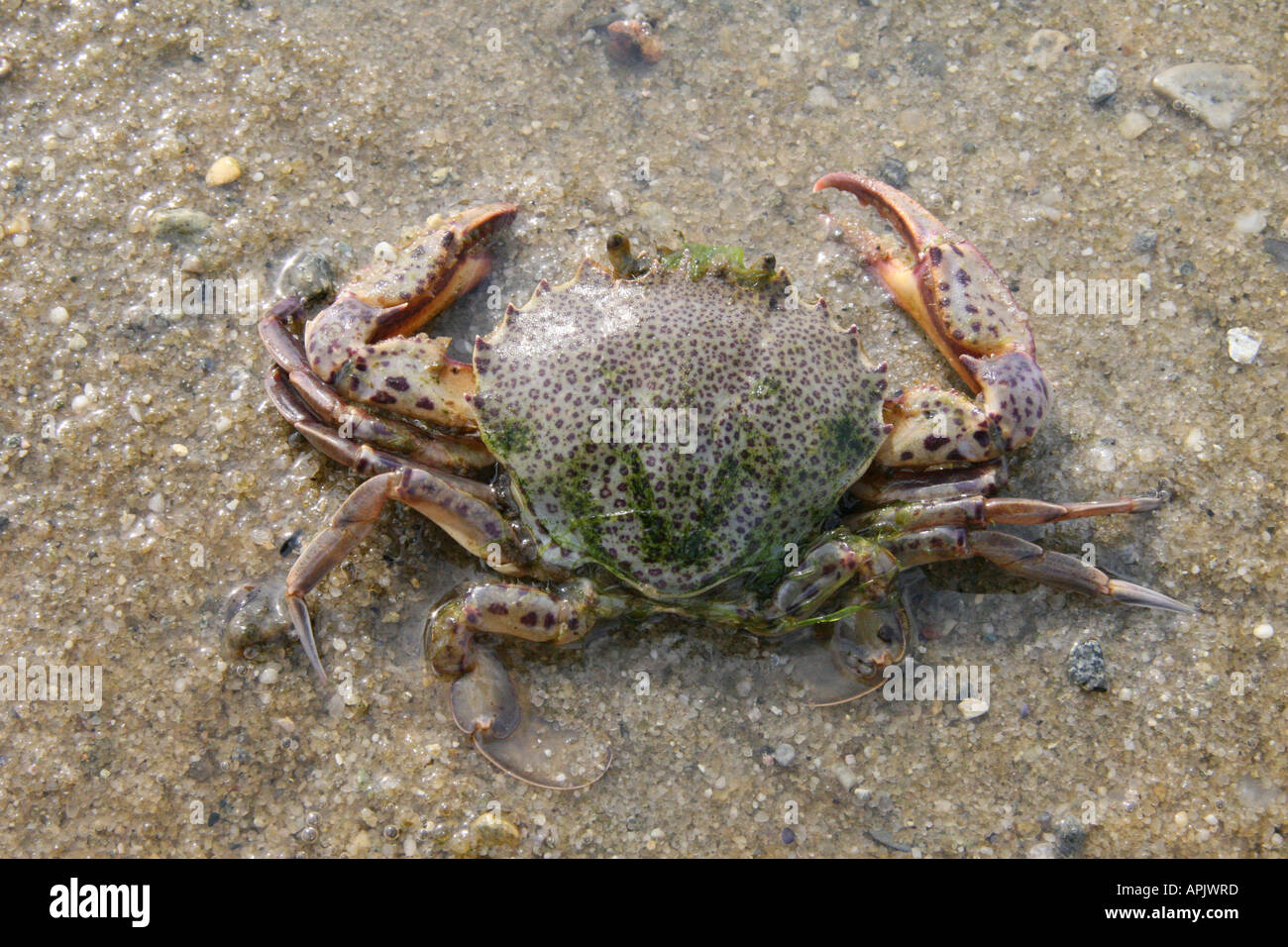 Shell back crab hi-res stock photography and images - Alamy
