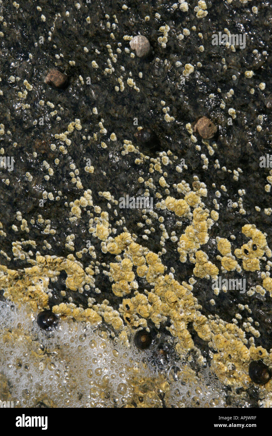 Periwinkles on rock hi-res stock photography and images - Alamy