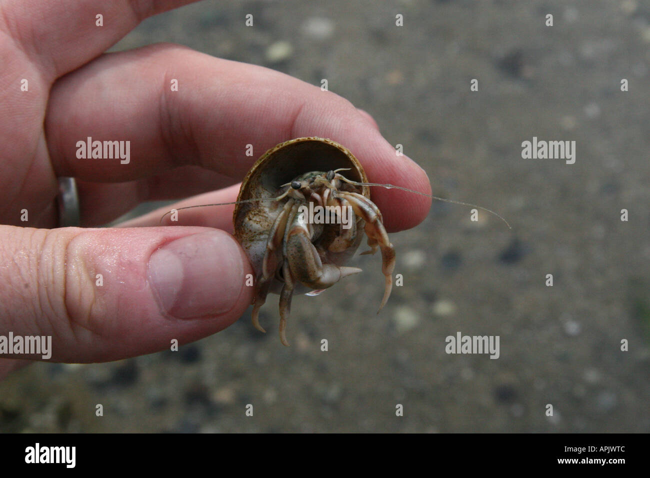 Hermit crab in moon snail shell Stock Photo - Alamy