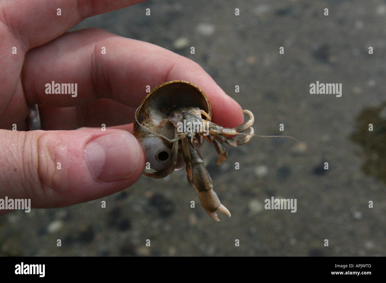 Hermit crab in moon snail shell Stock Photo - Alamy
