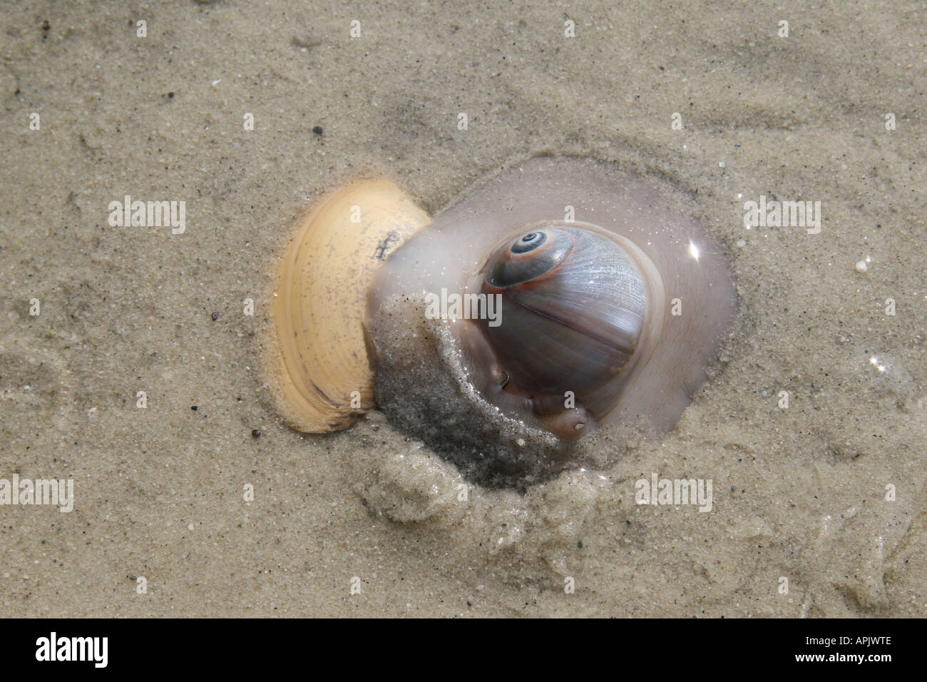 Snail usa predator hi-res stock photography and images - Alamy