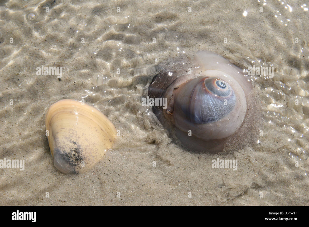 Moon snail and clam Stock Photo - Alamy