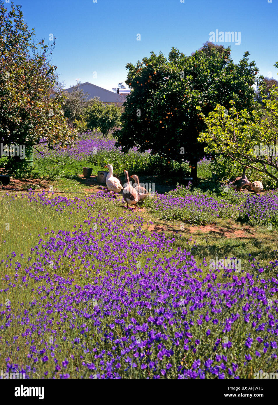 Clackline hi-res stock photography and images - Alamy