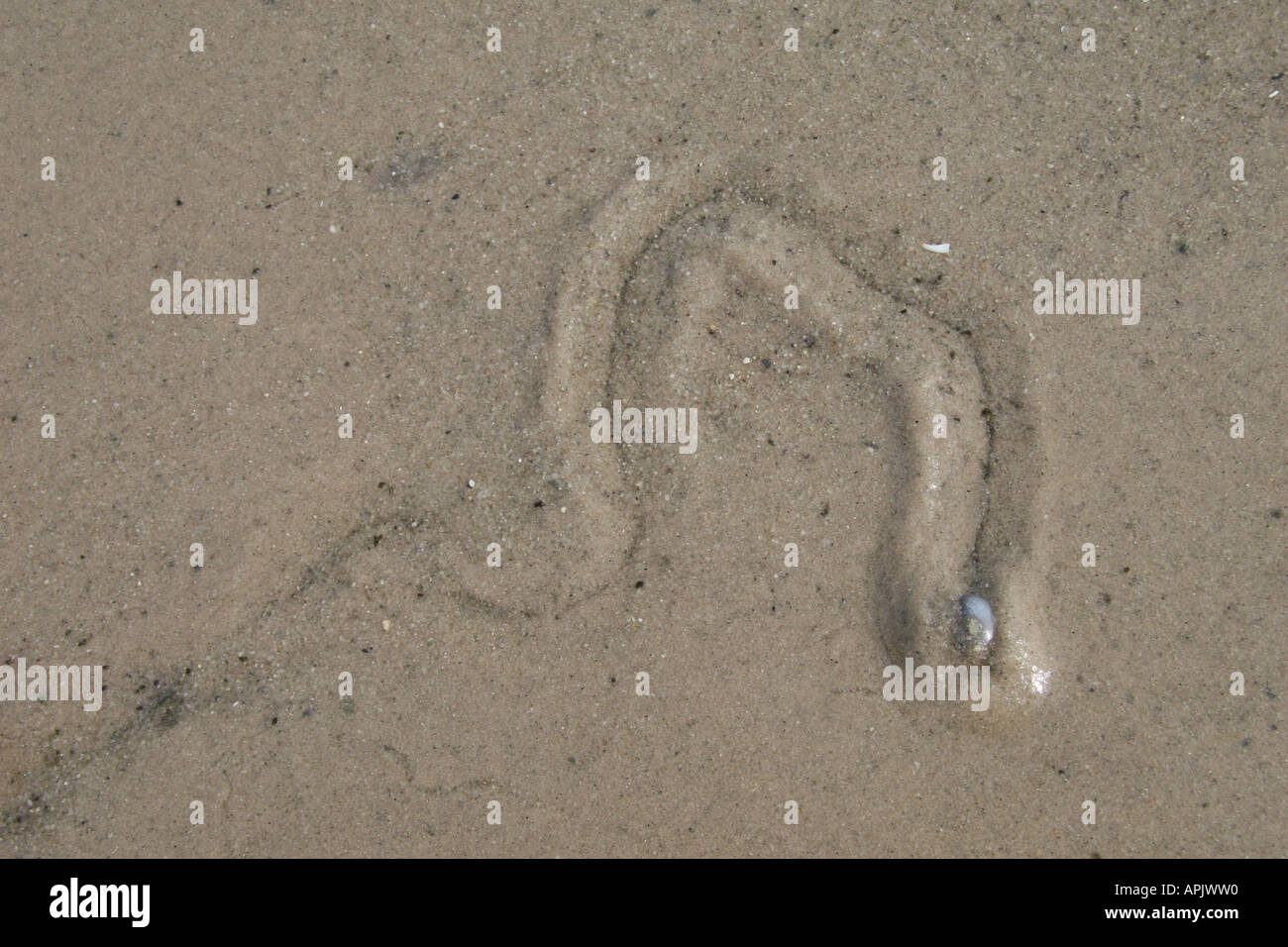 Moon snail trail on beach shell visible poking above surface The moon ...